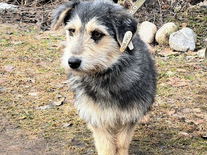 Собака в добрые руки