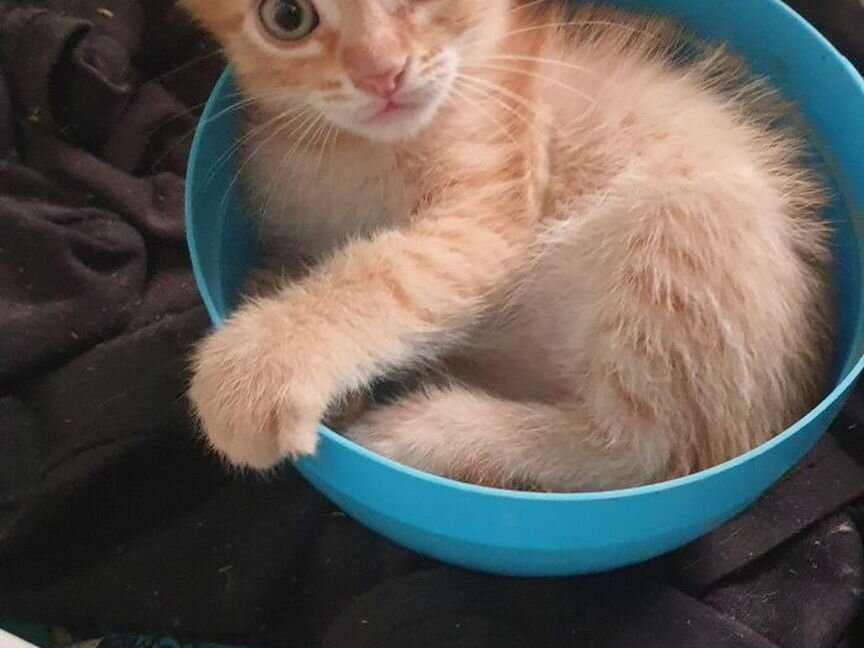 Рыжий котик в дар