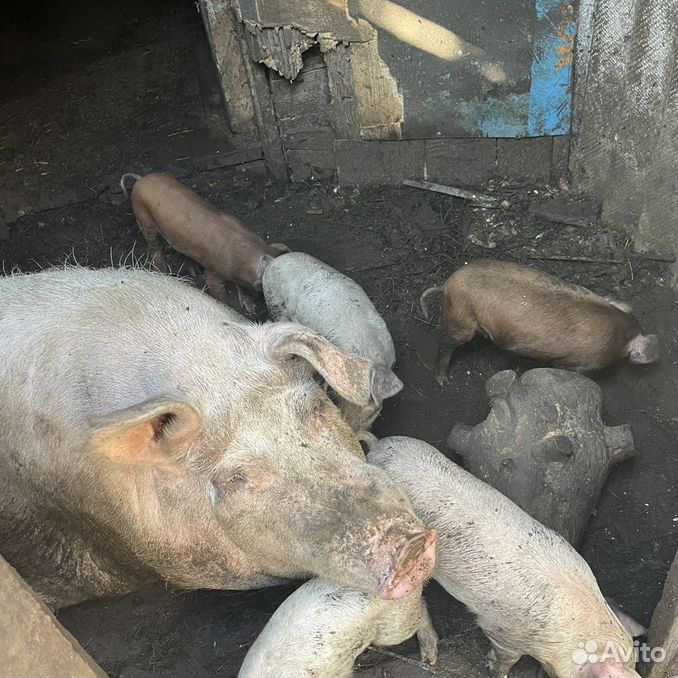 Поросята помесь ландрас дюрок