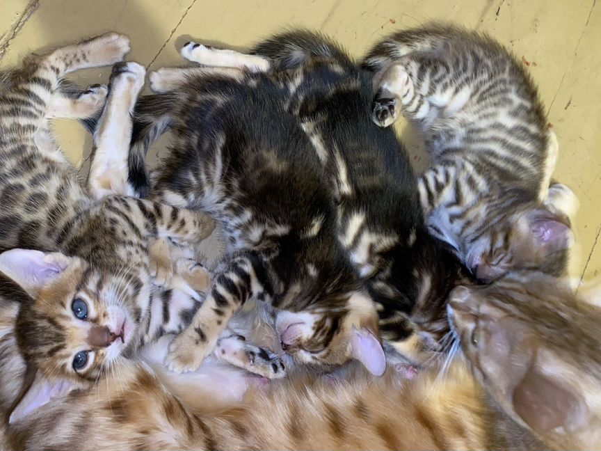 Котята бенгалы