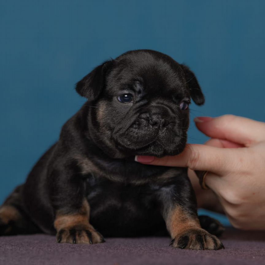 Французский бульдог, голубой, черный