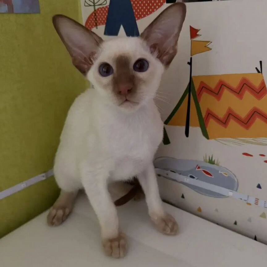 Ориентальный котёнок