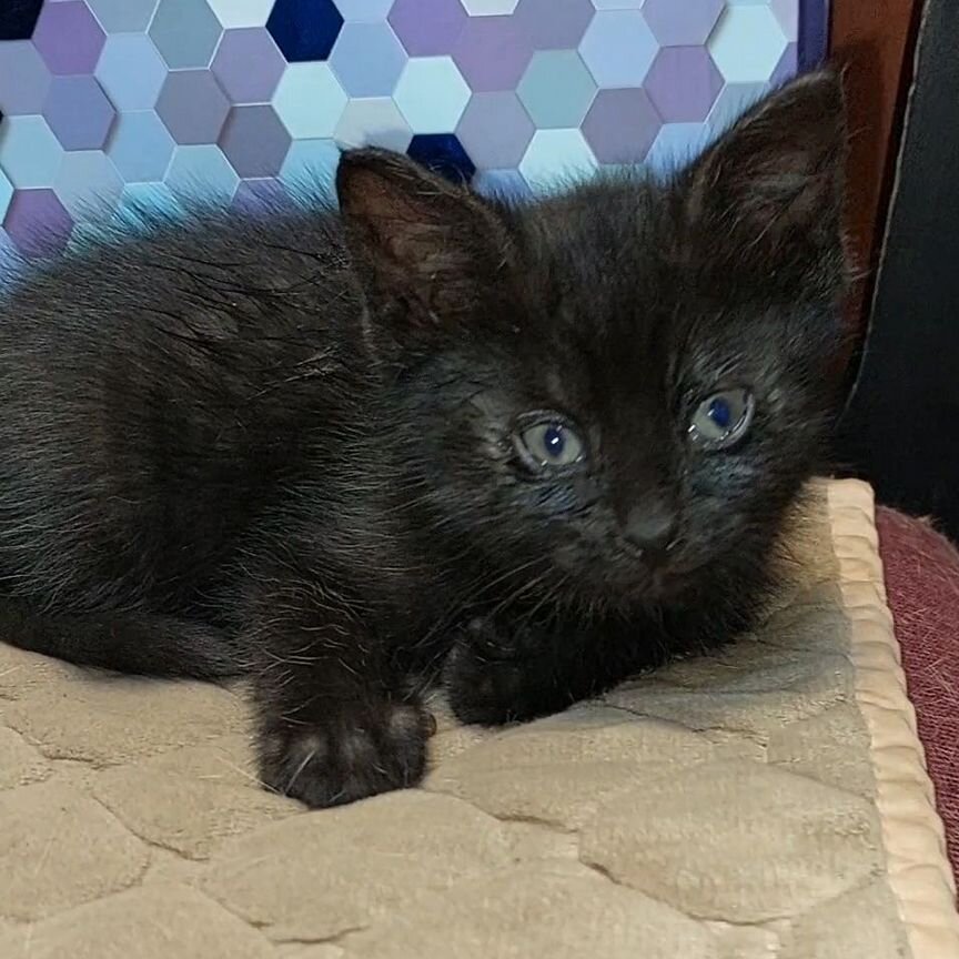 Котёнок в добрые руки
