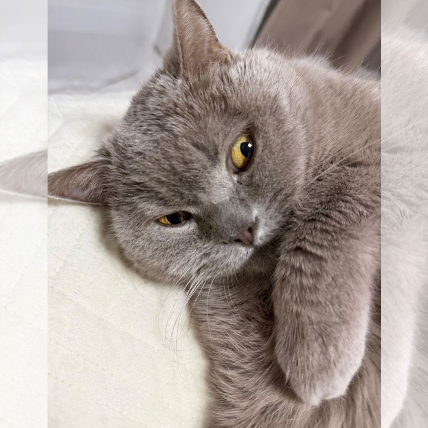 Британский короткошёрстный кот, взрослый