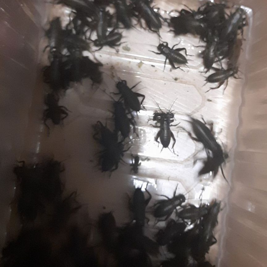 Сверчки живые кормовые
