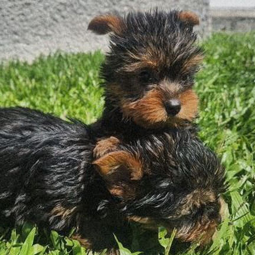 Щенки йоркширского терьера мини