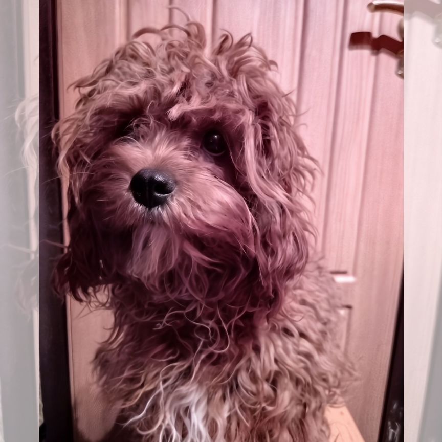 Кавапу, щенок