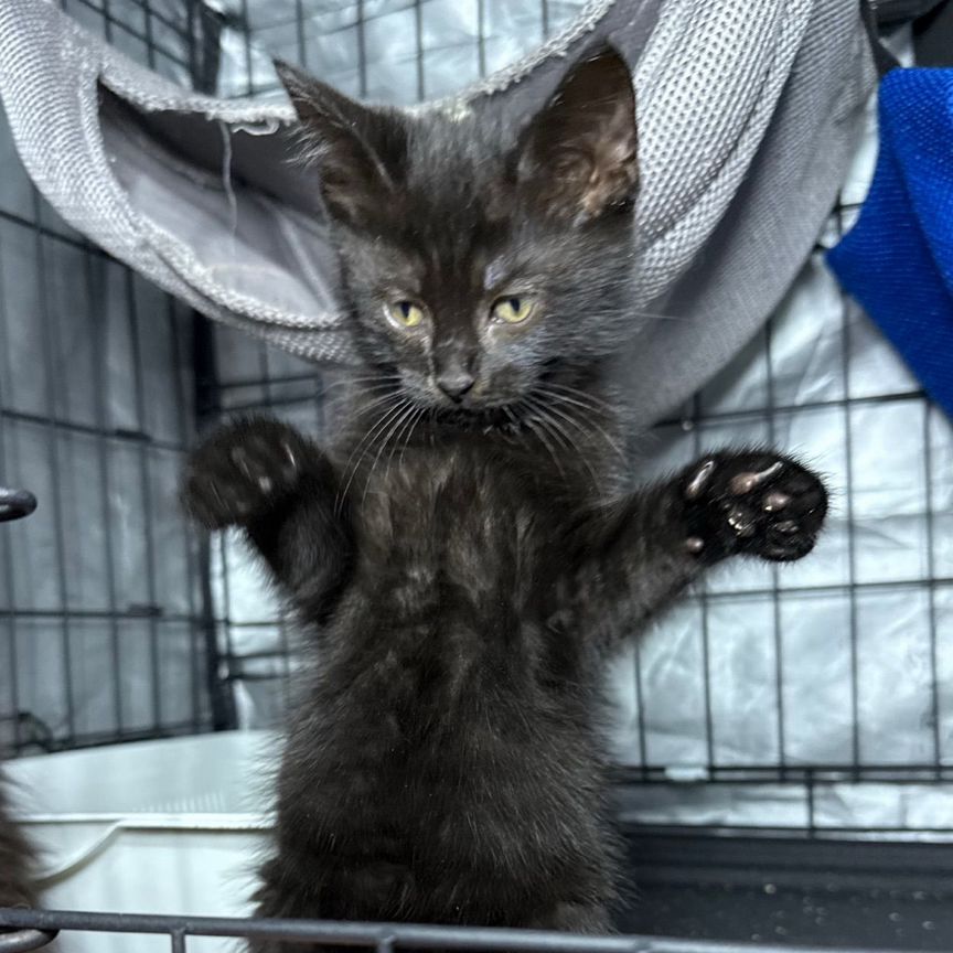 Котёнок в добрые руки