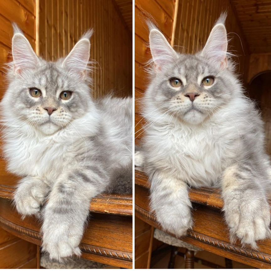 Мейн кун красивый кот as22