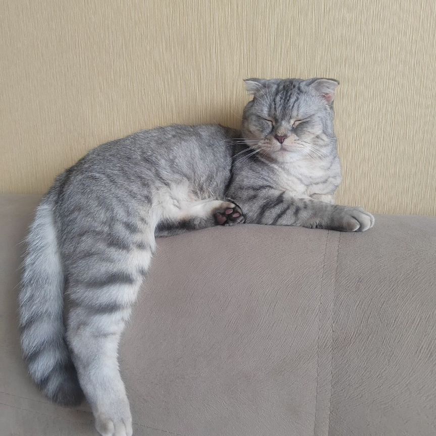 Кот