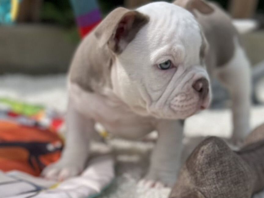 Американский булли