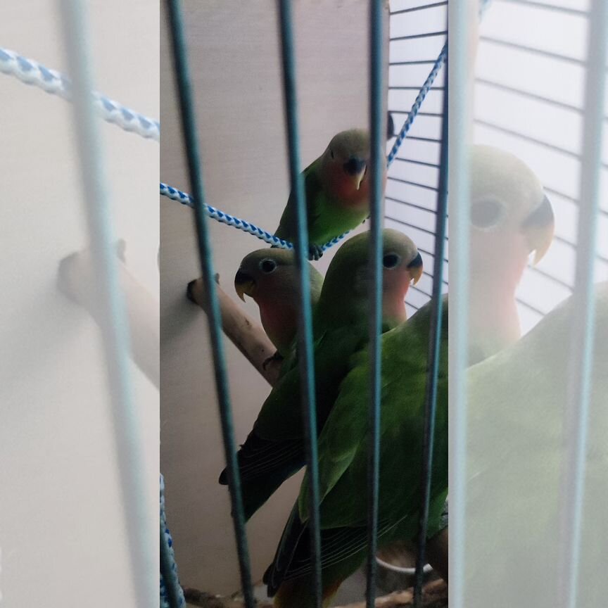 Попугай неразлучники