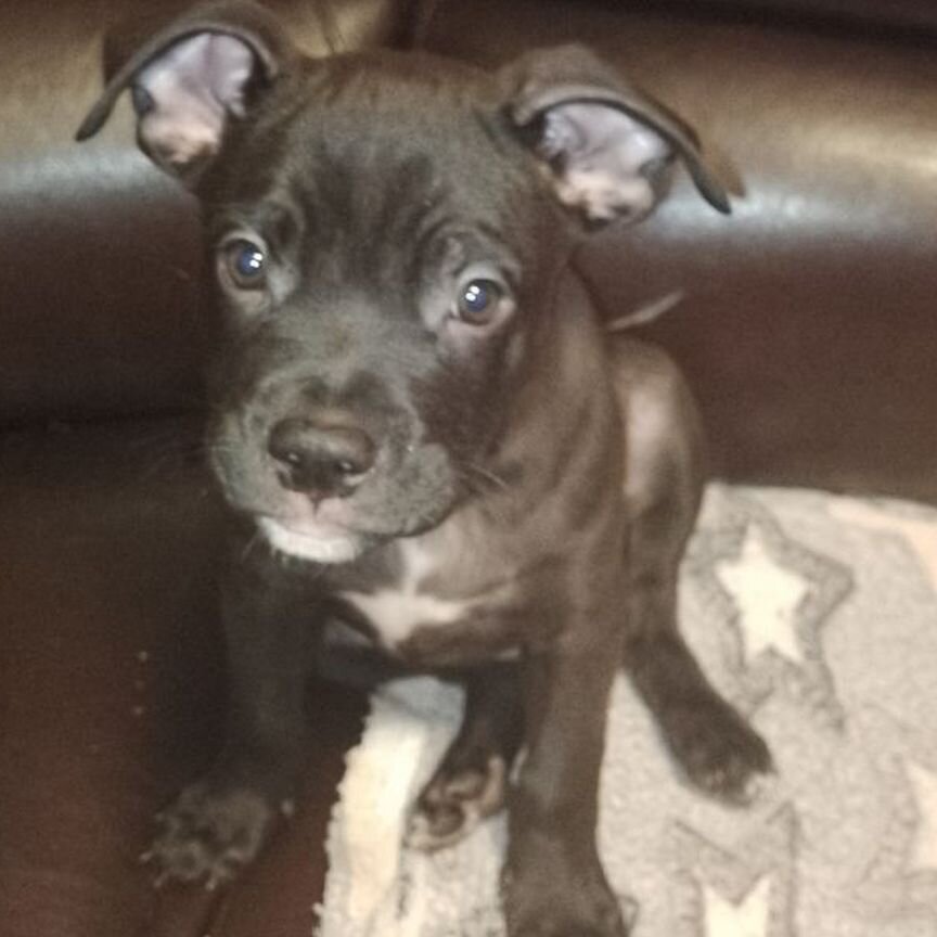 Американский стаффордширский терьер, щенок