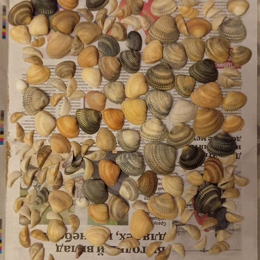 Морские ракушки