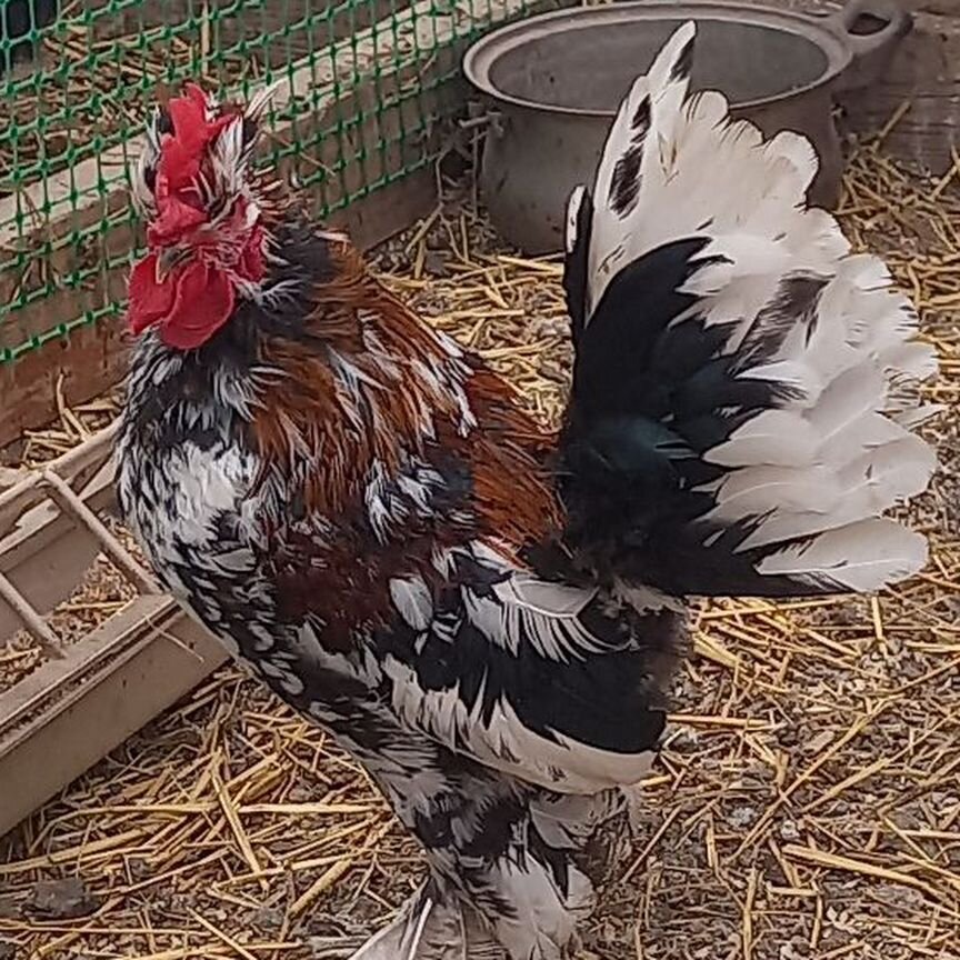 Алтайская бентамка ситцевая И.Я