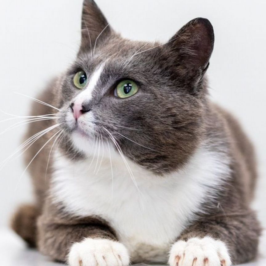 Взрослый кот в добрые руки