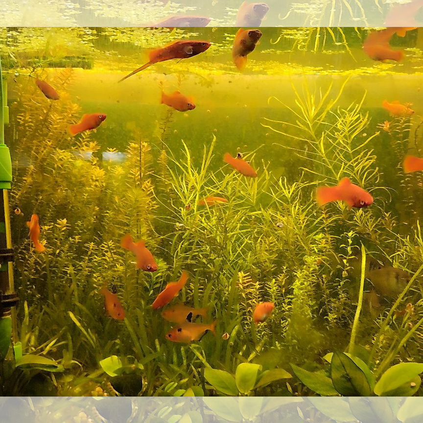 Продам меченосцев (аквариумные рыбки)