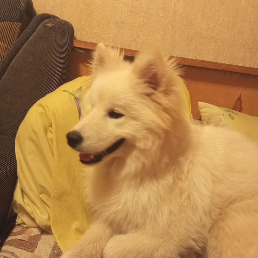Самоедская лайка