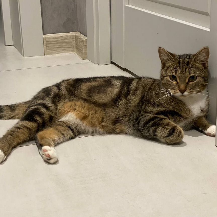 Кошка