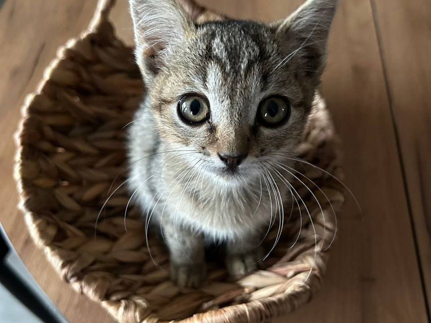 Котенок