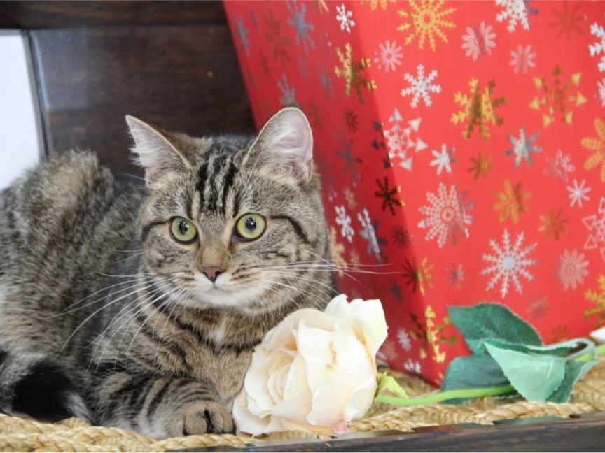 Кукольная кошечка подросток