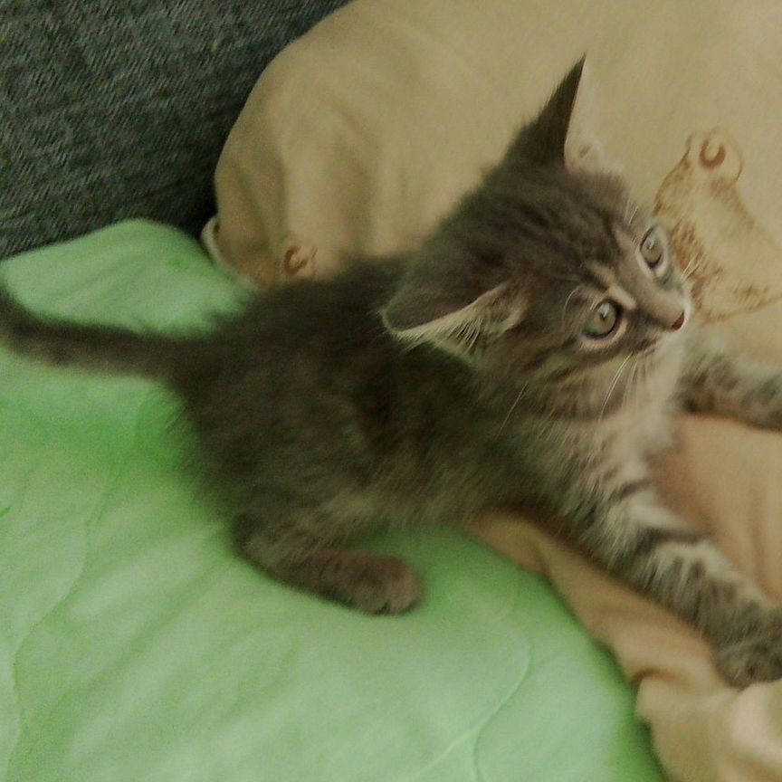 Котенок (бросили соседи при переезде)