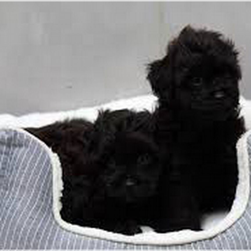 Редкая девочка черного цвета Челябинск