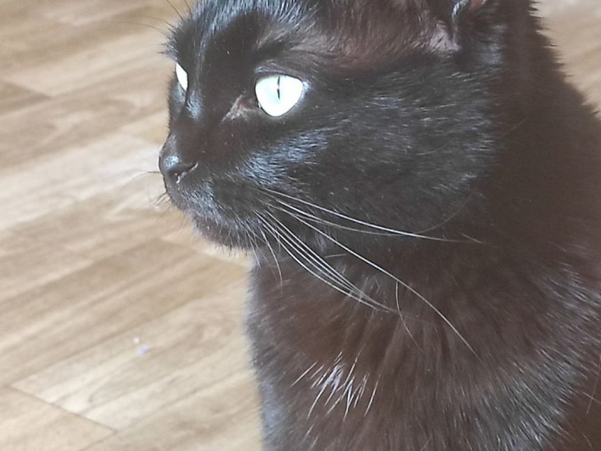 Котик вислоухий британец