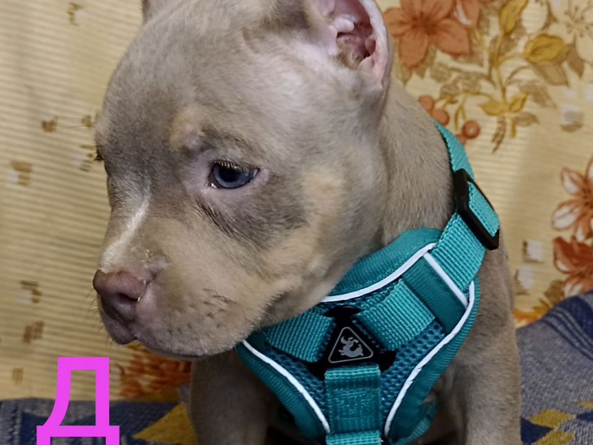 Американский Булли