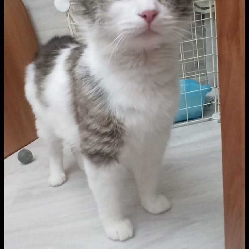 Стерилизованная Глашенька ищет дом