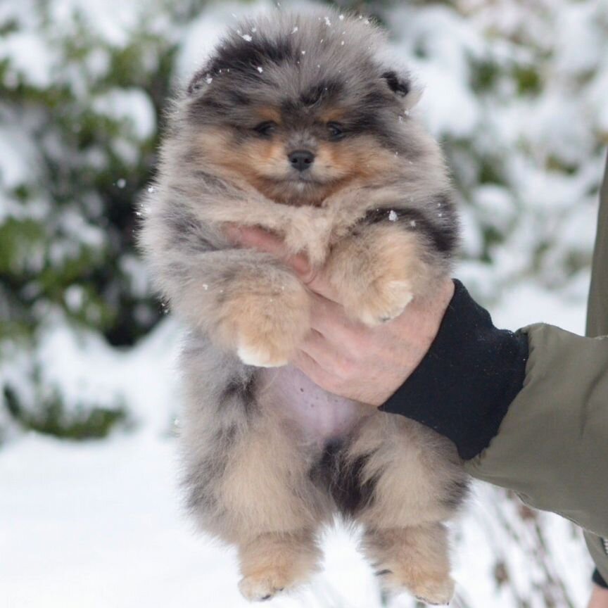 Померанский шпиц, щенок