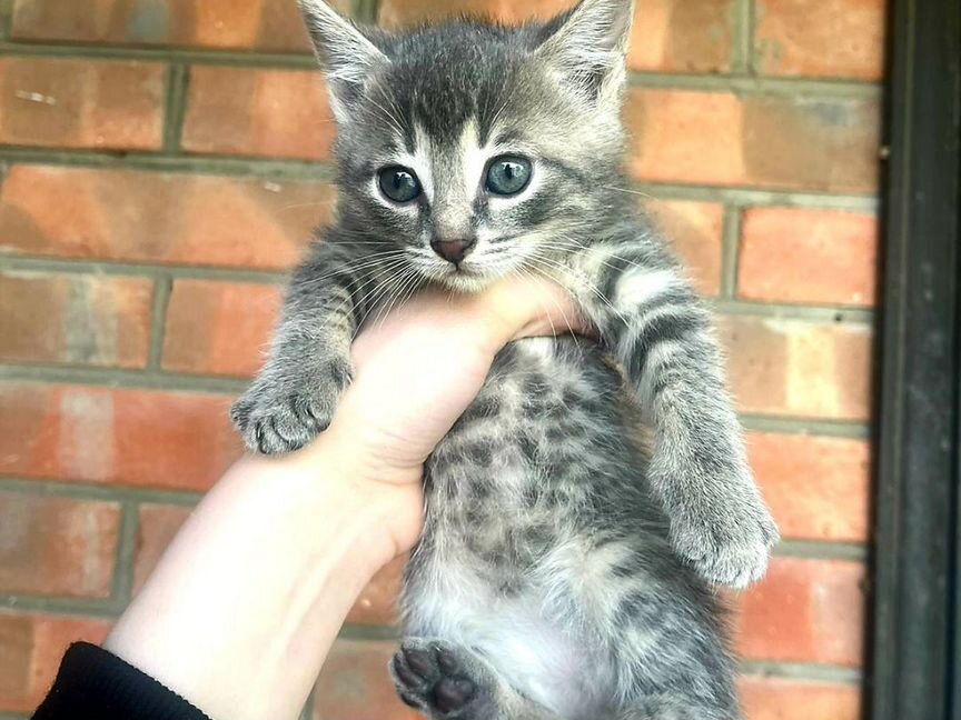 Отдам красивых, игривых котят в добрые руки