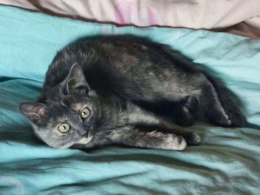 Котенок девочка нужен дом/передержка