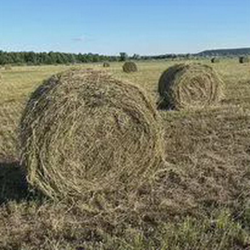 Сено в рулонах