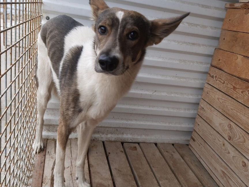 Найдена собачка, ищем хозяина