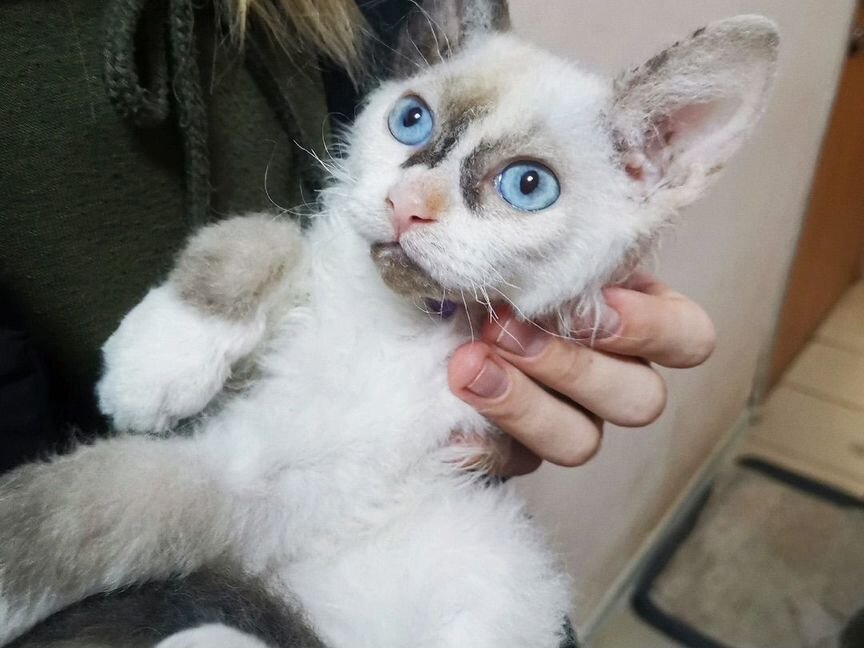 Белый котенок помесь сфинкса и тайской кошки