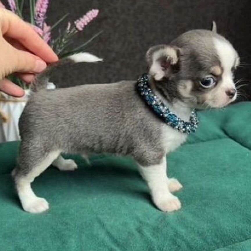 Чихуахуа, щенок