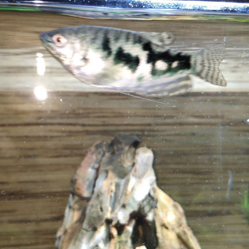 Аквариумные рыбки