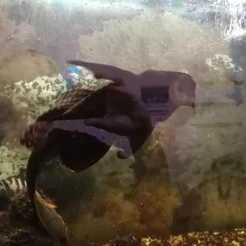 Аквариумные рыбки, сомик. Больше 20 см