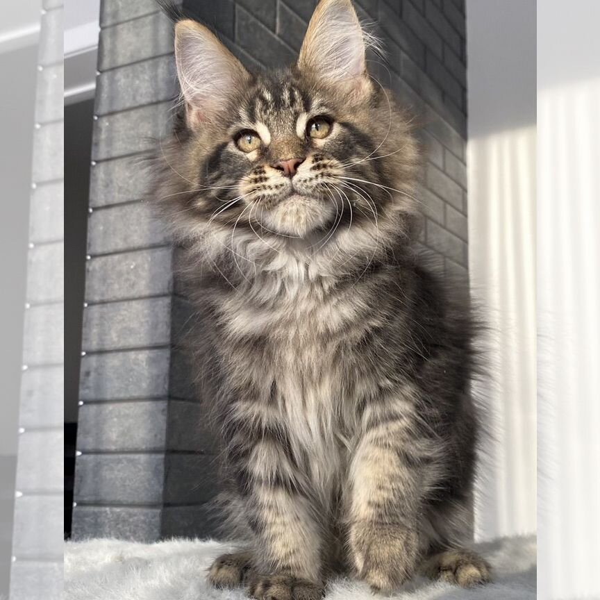 Котята мейн кун премиум