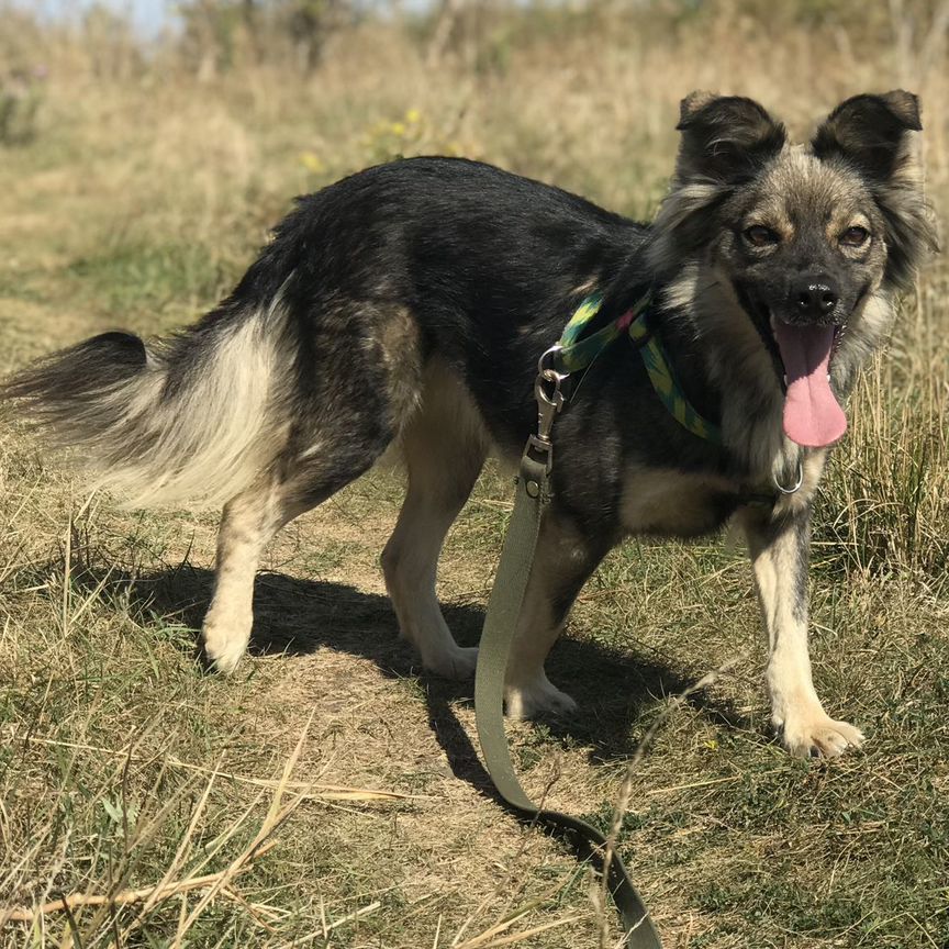 Собака Челси, ищет дом