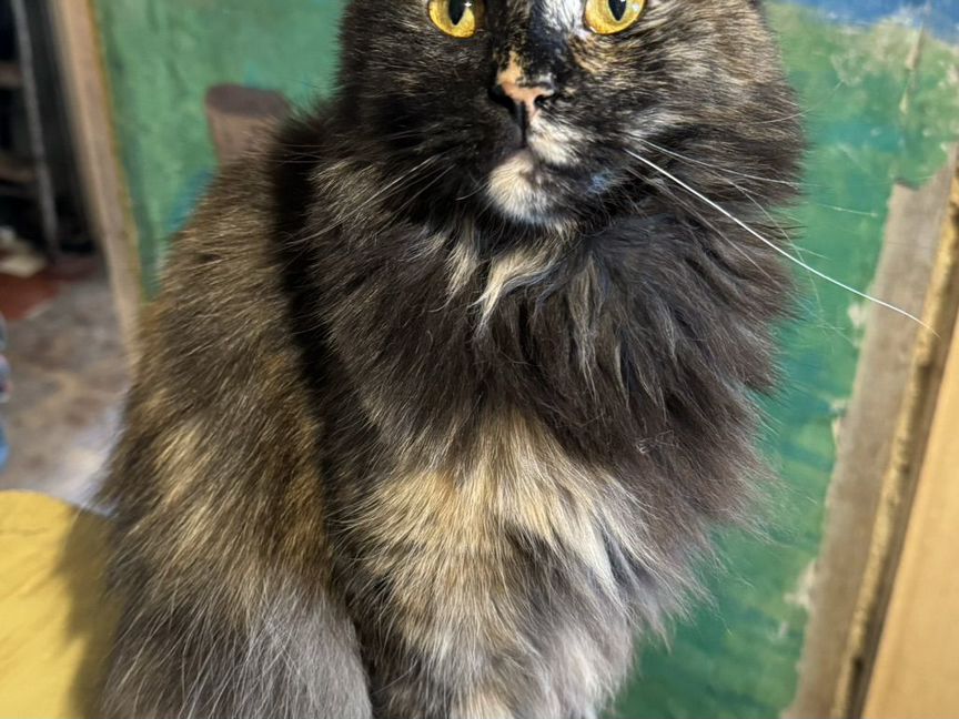 Кошка
