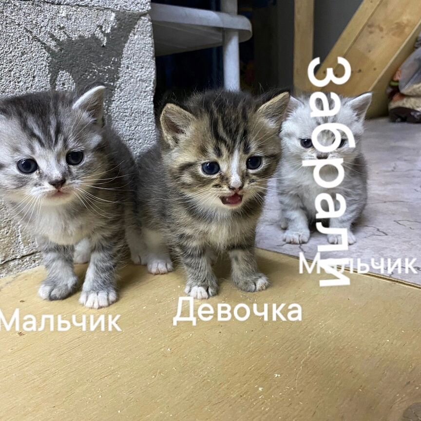 Шотландские котята