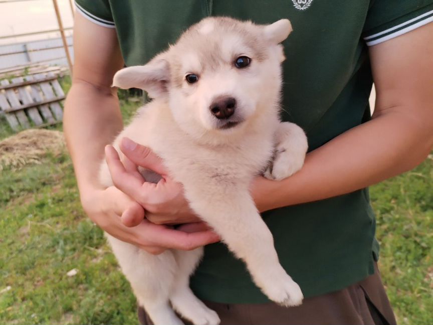 Щенки дворняшки девочки