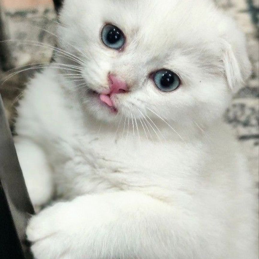 Шатланские котята