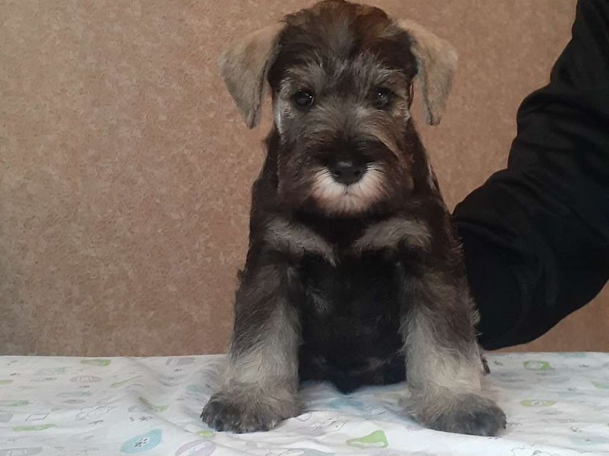 Мальчик перец с солью
