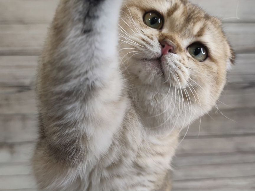 Кошечка скоттиш-фолд, очень ласковая