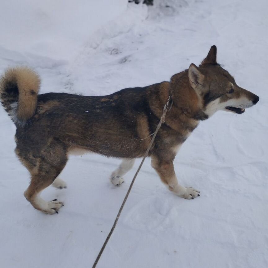 Лайка, взрослый пёс