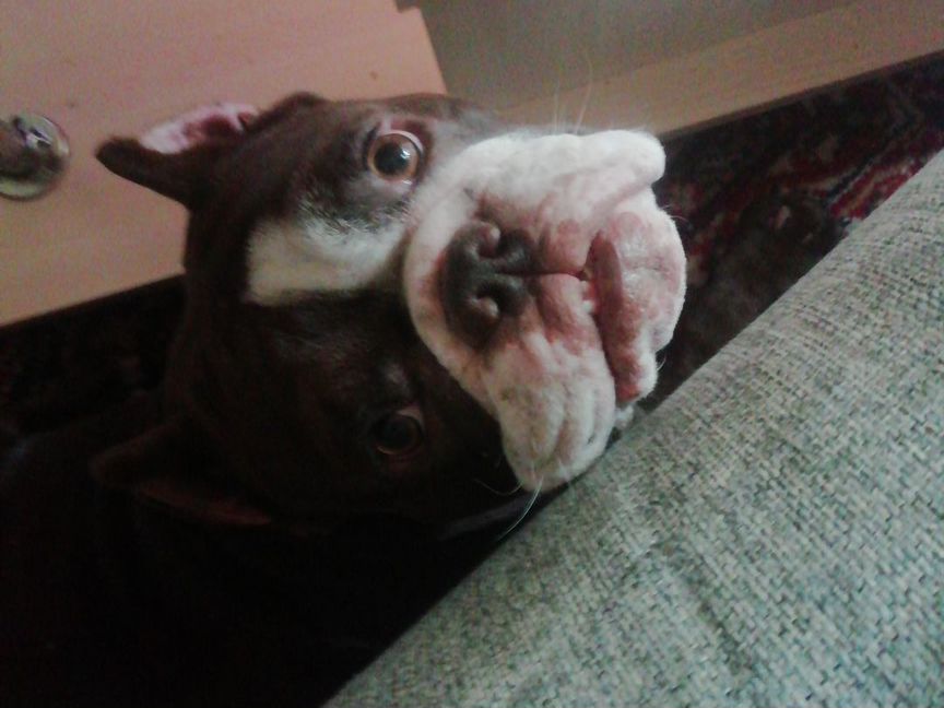 Американский були