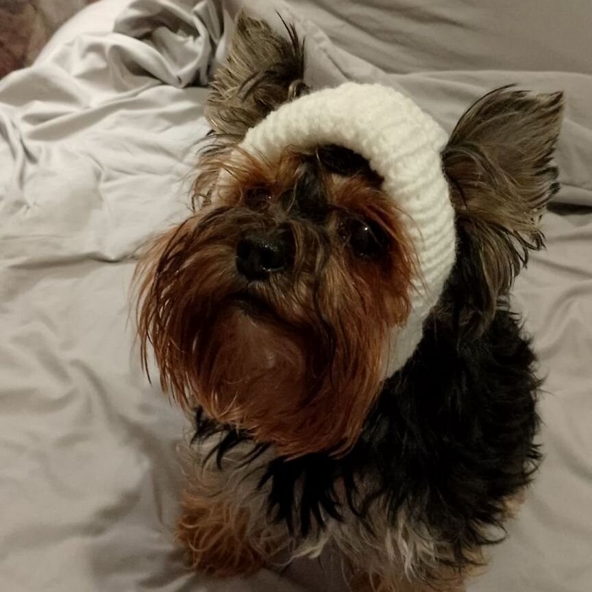 Шапочка для собаки мелких пород